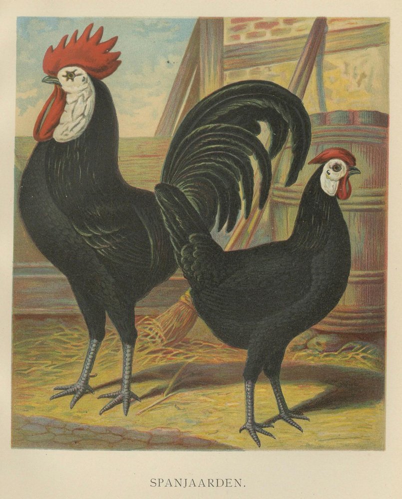 The Distinguished Spanish Chicken, 1888, Paper for sale at Pamono
