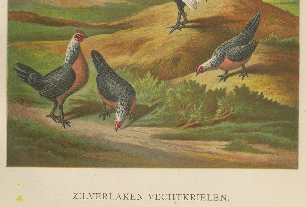 The Silver Bantam Game Fowl, 1888, Lithograph for sale at Pamono
