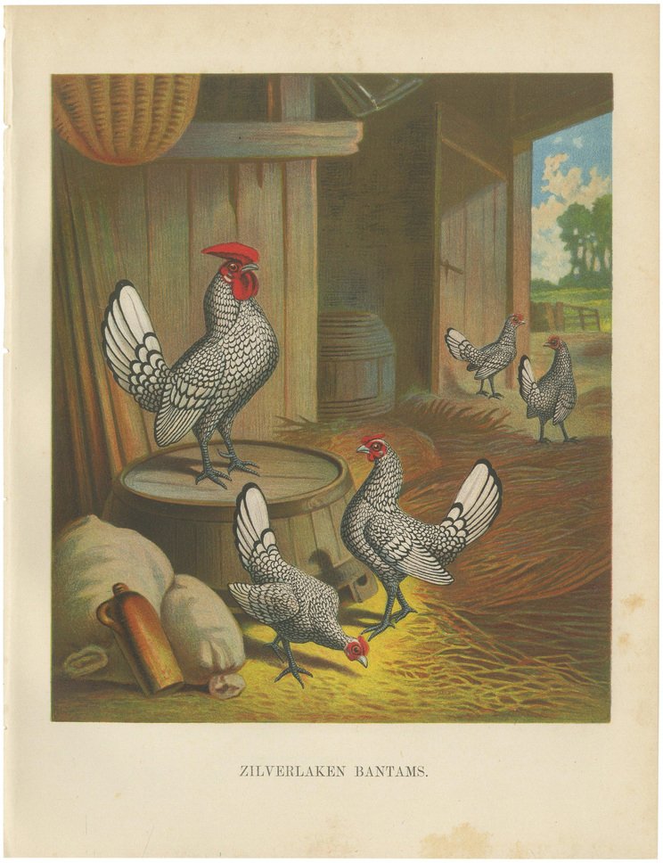 The Silver-Laced Bantam - A 19th Century Poultry Lithograph, 1888 for ...