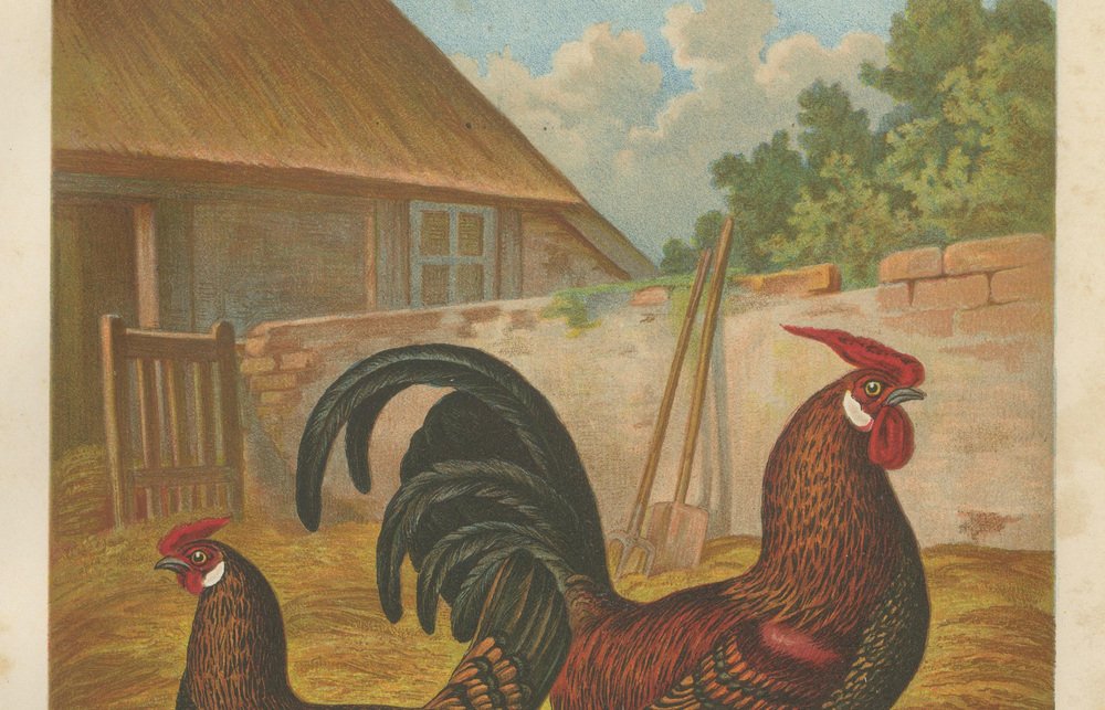 Foerster, The Golden Spangled Hamburg Chicken, Lithograph, 1888 for ...