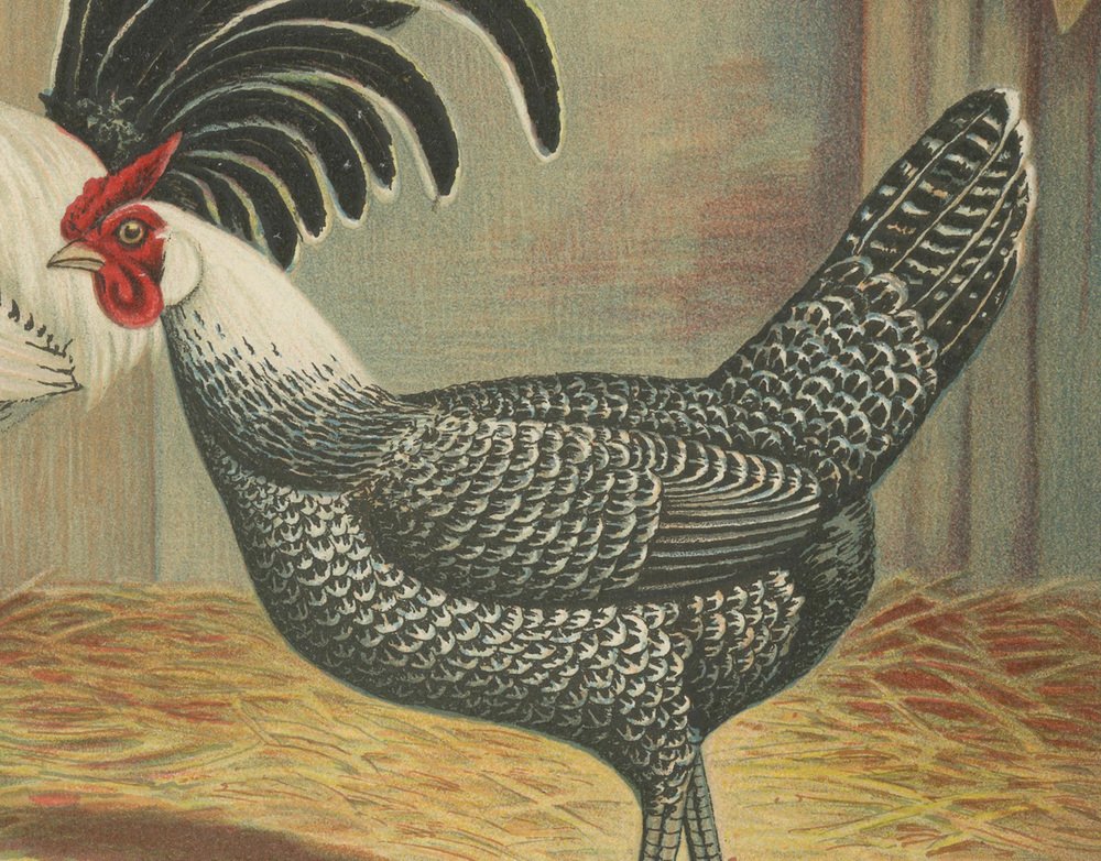 The Silver Penciled Chicken, 1888, Lithograph, Print for sale at Pamono