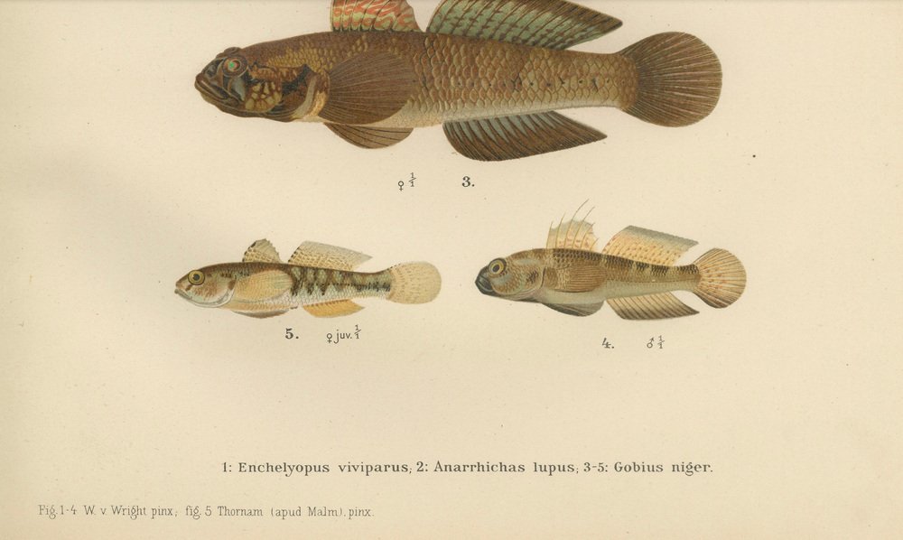 Viviparous Blenny and Wolf Fish and Black Goby, 1895, Paper for sale at ...