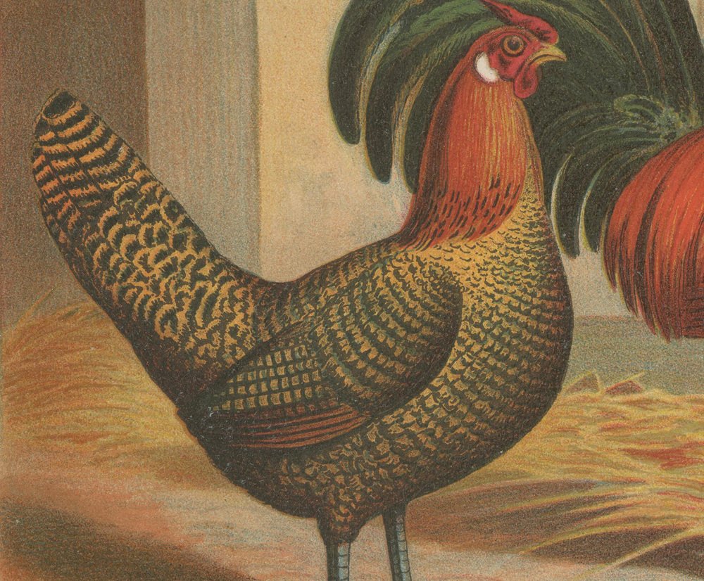 Golden Penciled Chicken, 1888, Lithograph on Paper for sale at Pamono