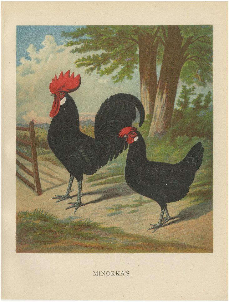 The Minorca, A 19th Century Poultry Lithograph, 1888, Print for sale at ...