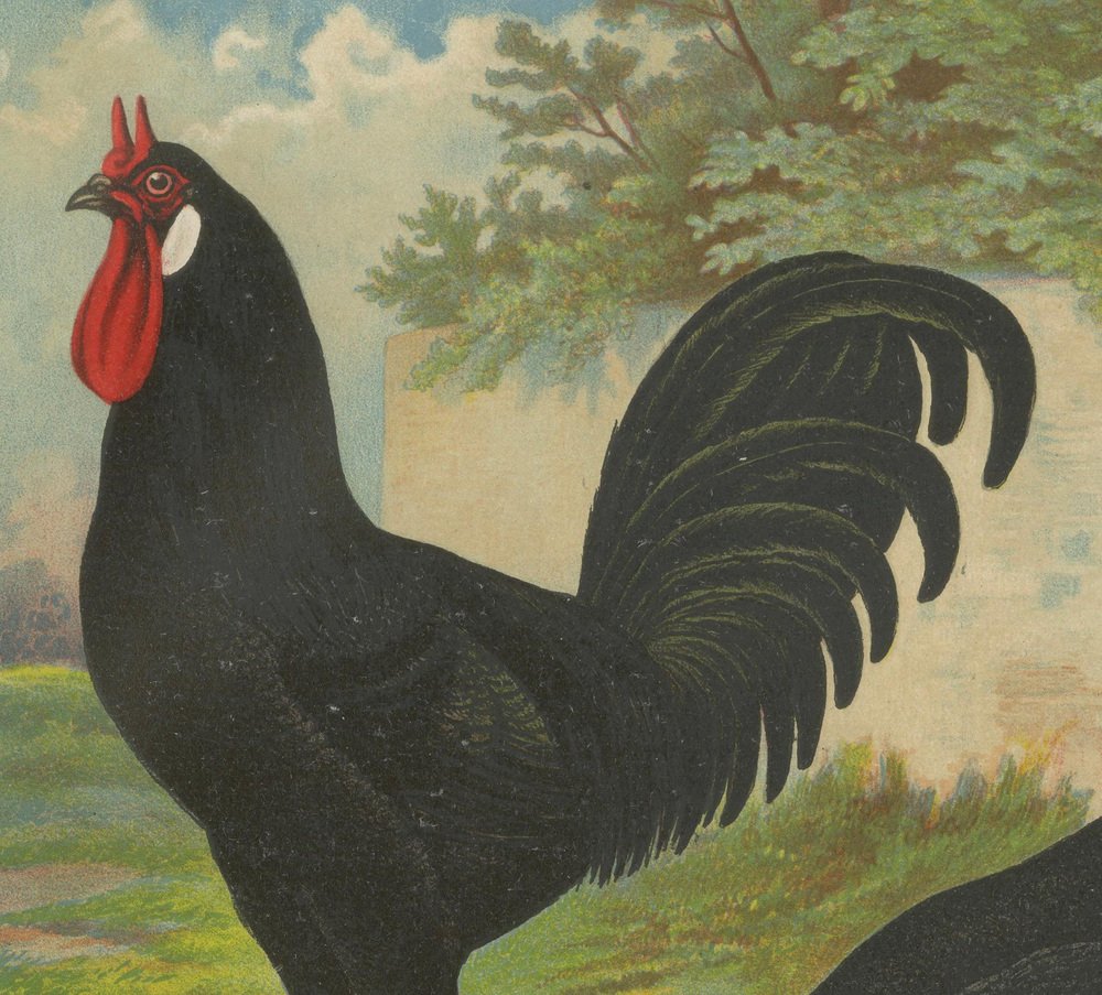 Christian Förster, The Distinctive La Flèche Chicken, 1888, Lithograph ...