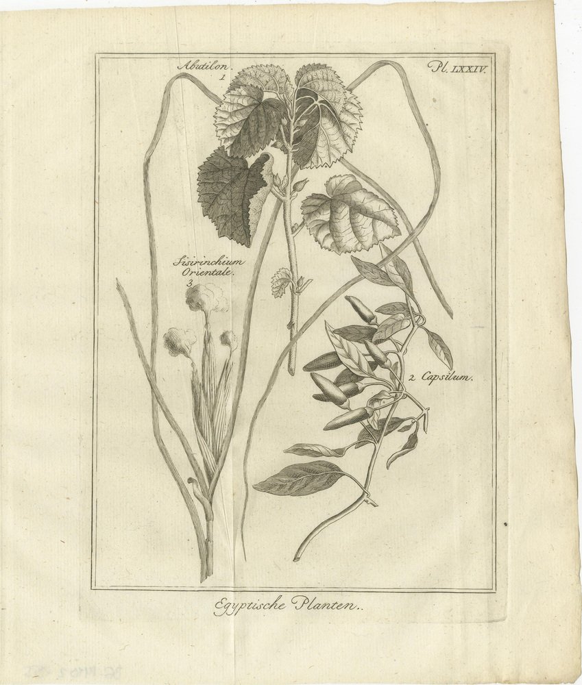 Egyptian Plants Botanical Studies of Flora, Egypt, 1776 for sale at Pamono