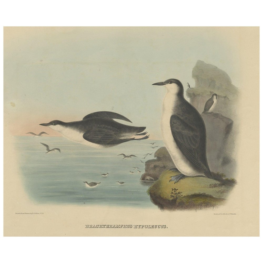 After Elliot, Large Bird Illustration Depicting Xantus's Murrlets, 1869 ...