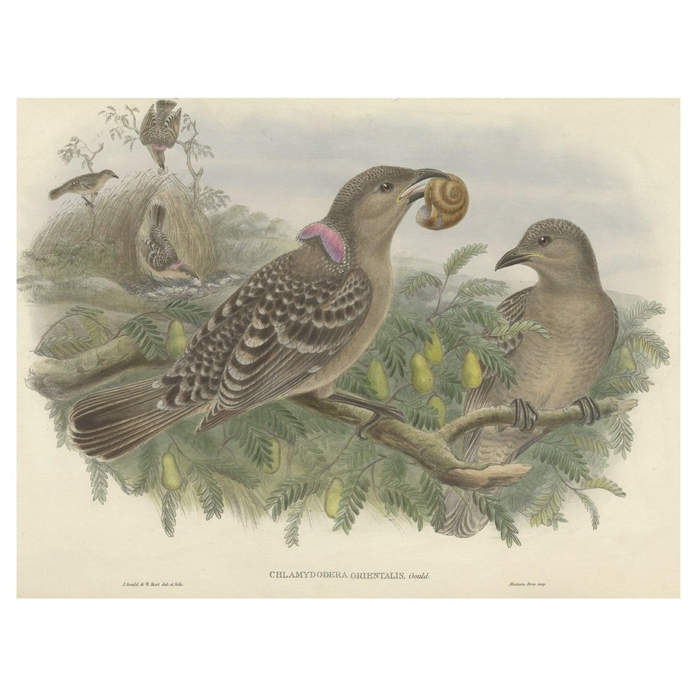 Australian Queensland Bower Bird, 1880, Paper for sale at Pamono