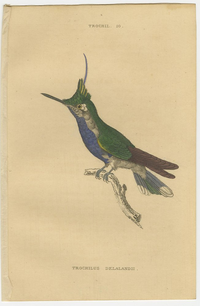 Jardine, Hummingbird Bird Prints, Handcolored Fiery-Tailed Hummingbirds ...
