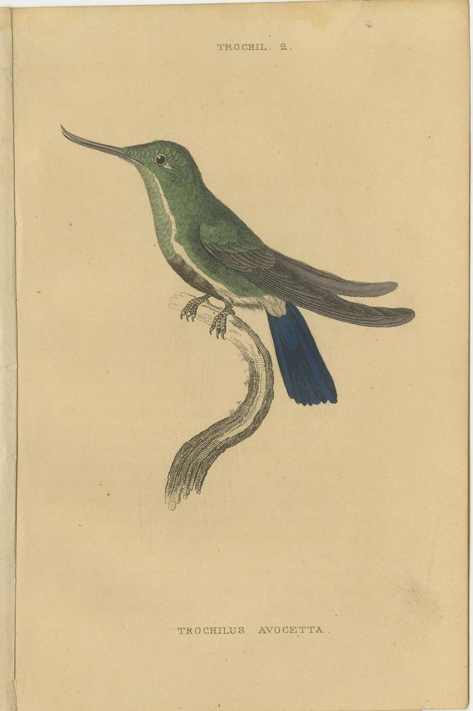 Jardine, Hummingbird Bird Prints, Handcolored Fiery-Tailed Hummingbirds ...