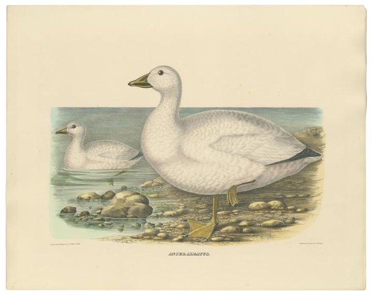 After D.G. Elliot, Bird Illustration of Cassin's Snow Goose, Anser ...