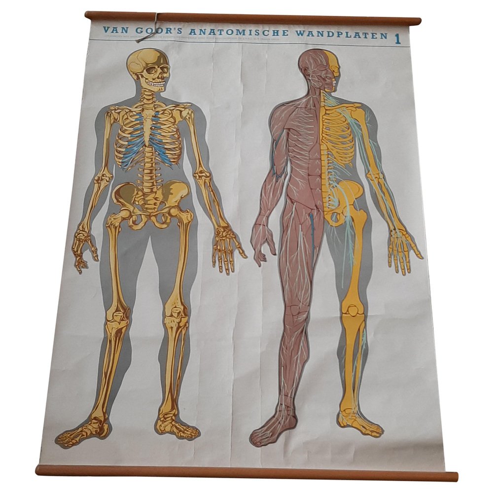 Large Medical Prints by Van Goor, 1930, Set of 2 for sale at Pamono