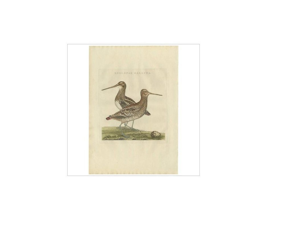 C.C. Sepp, Bird Illustration of the Great Snipe, 1797, Print for sale ...