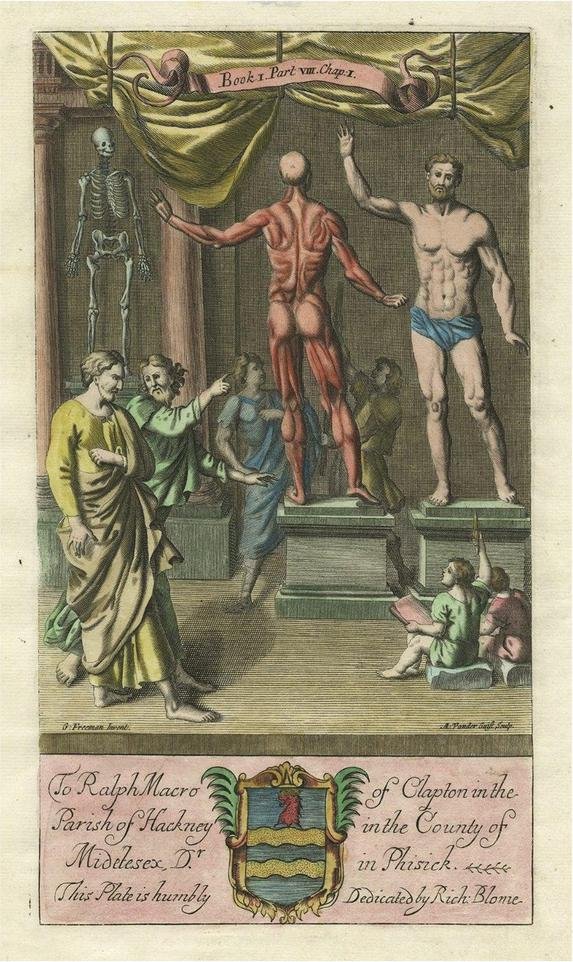 Anatomy Display with Human Skeleton, 1686, Paper for sale at Pamono