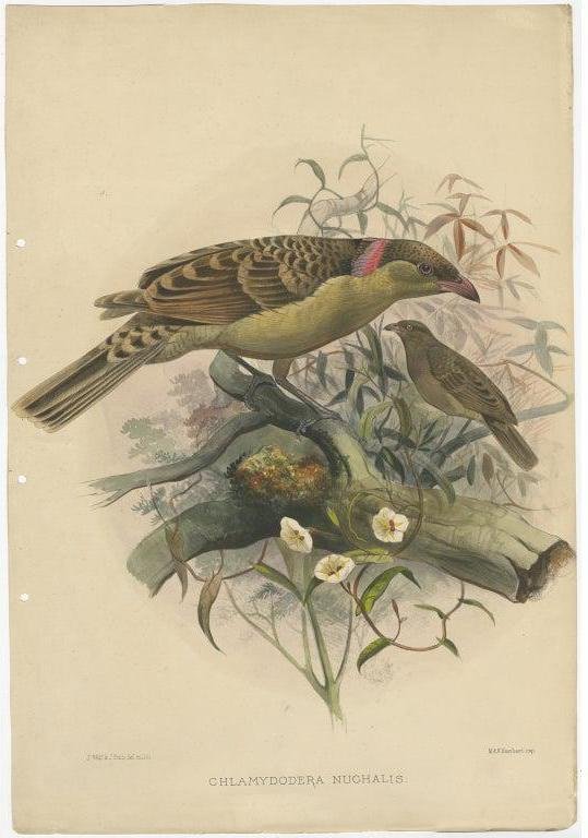 Elliot, Bird Illustration of the Great Grey Bowerbird, 1873, Print for ...