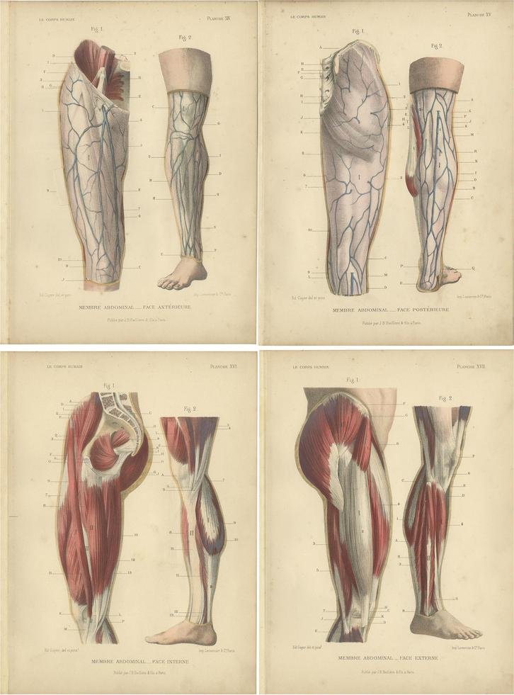Kuhff, Illustrations of Human Legs, 1879, Prints, Set of 4 for sale at ...