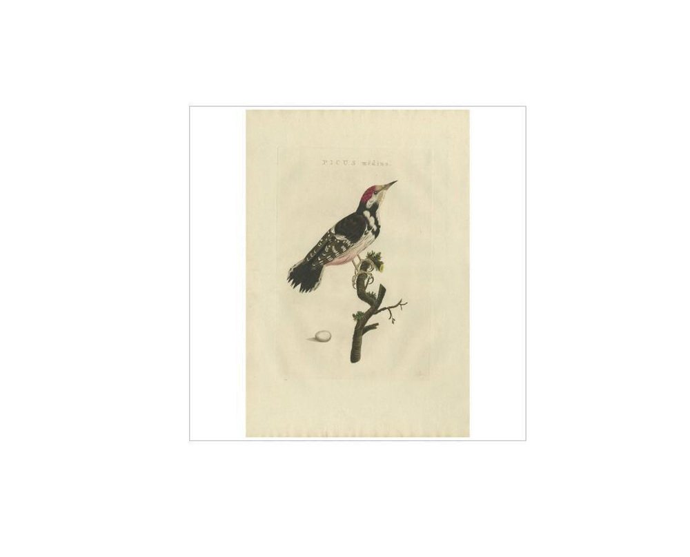 Sepp & Nozeman, Bird Illustration of the Lesser Spotted Woodpecker ...