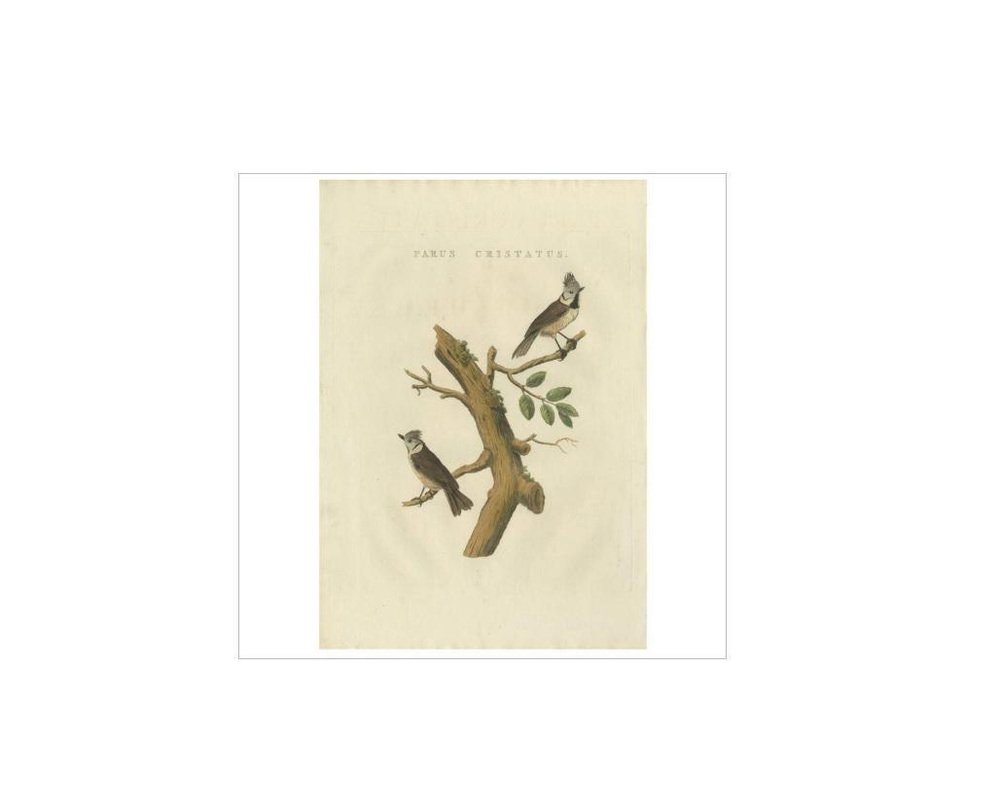 Sepp & Nozeman, European Crested Tit, 1829, Paper for sale at Pamono