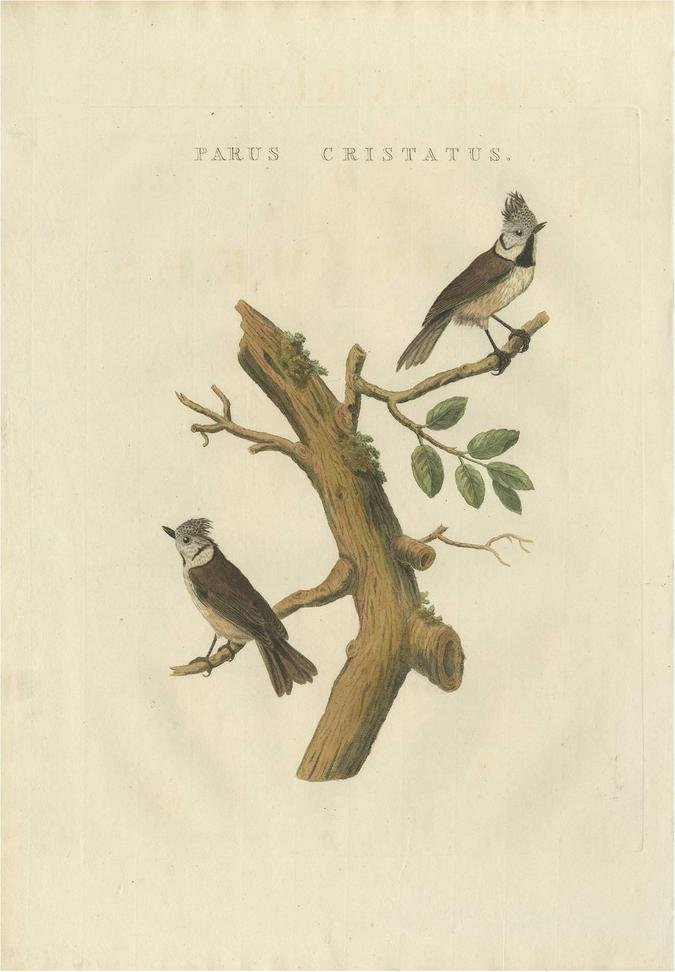 Sepp & Nozeman, European Crested Tit, 1829, Paper for sale at Pamono