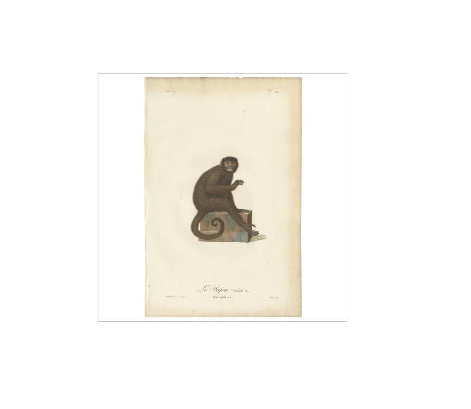 Jean-Baptiste Audebert, Antique Hand-Colored Engraving of Le Sajou or ...