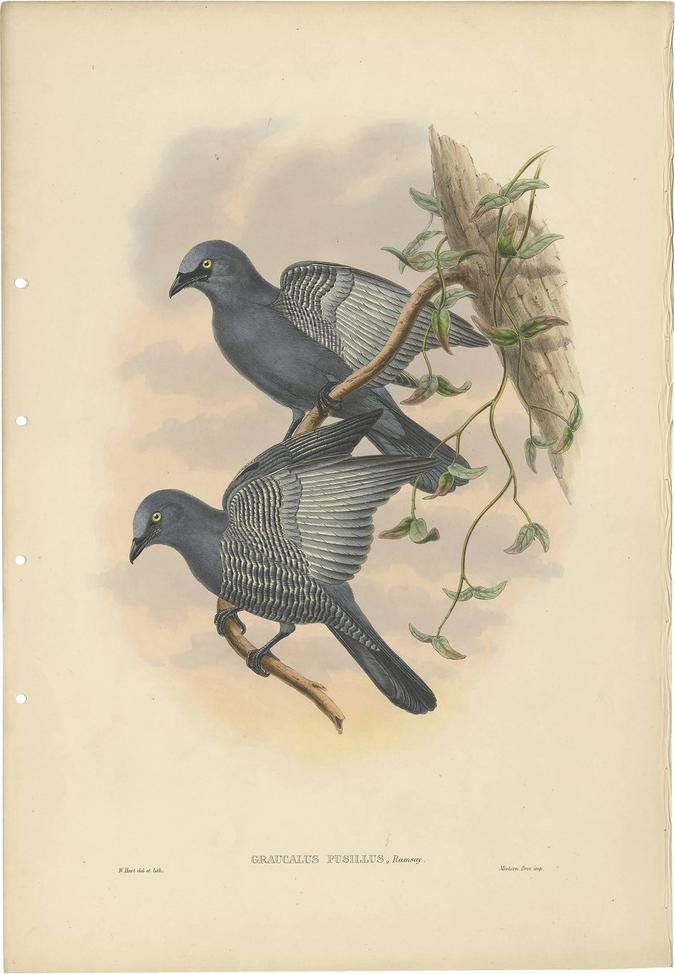 J. Gould, Bird Illustration of the Yellow-Eyed Cuckooshrike, 1875 ...