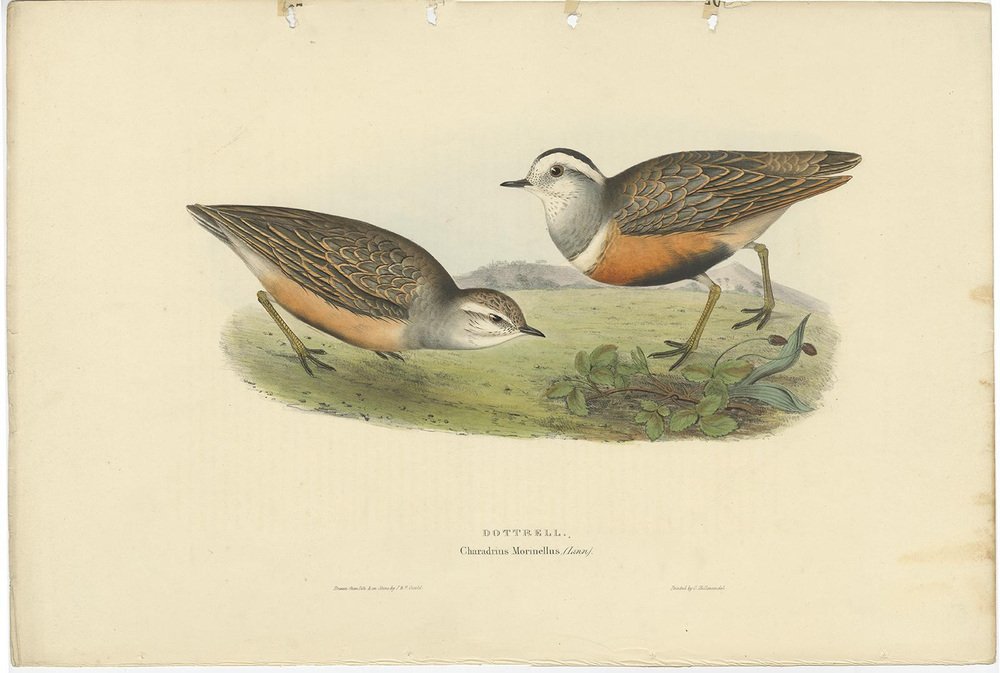 Gould, The Dotterel Bird, 1832, Paper for sale at Pamono
