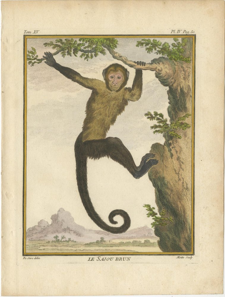 After Buffon, Capuchin Monkeys, Paper, Set of 3 for sale at Pamono