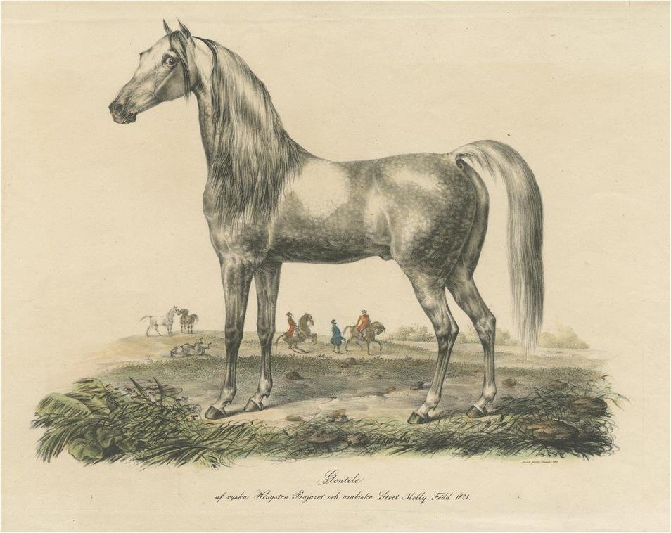 Arabic Horse Named Gentile, Paper for sale at Pamono