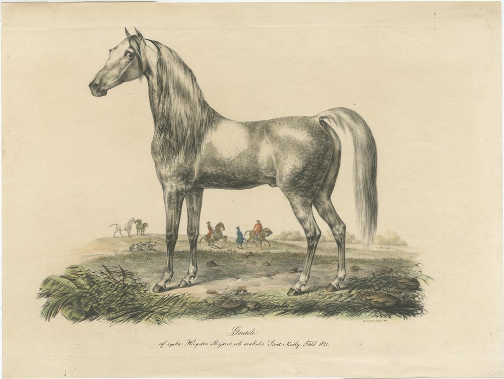 Arabic Horse Named Gentile, Paper for sale at Pamono