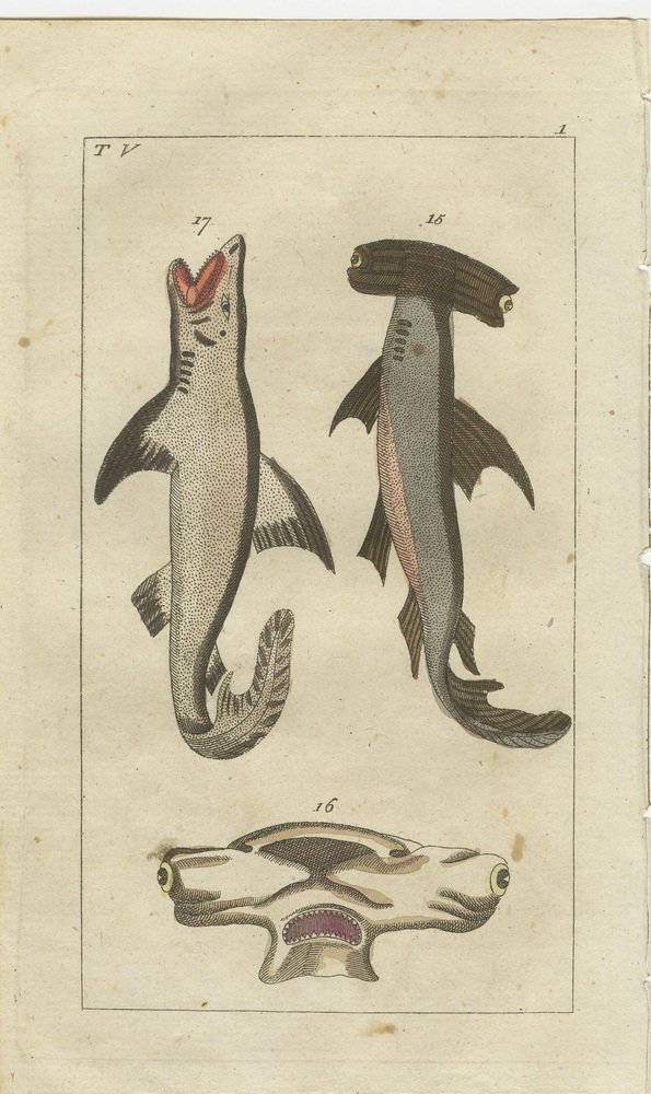 Wilhelm, White Shark, Sawfish, Catshark, 1832, Fish Prints, Set of 3 ...