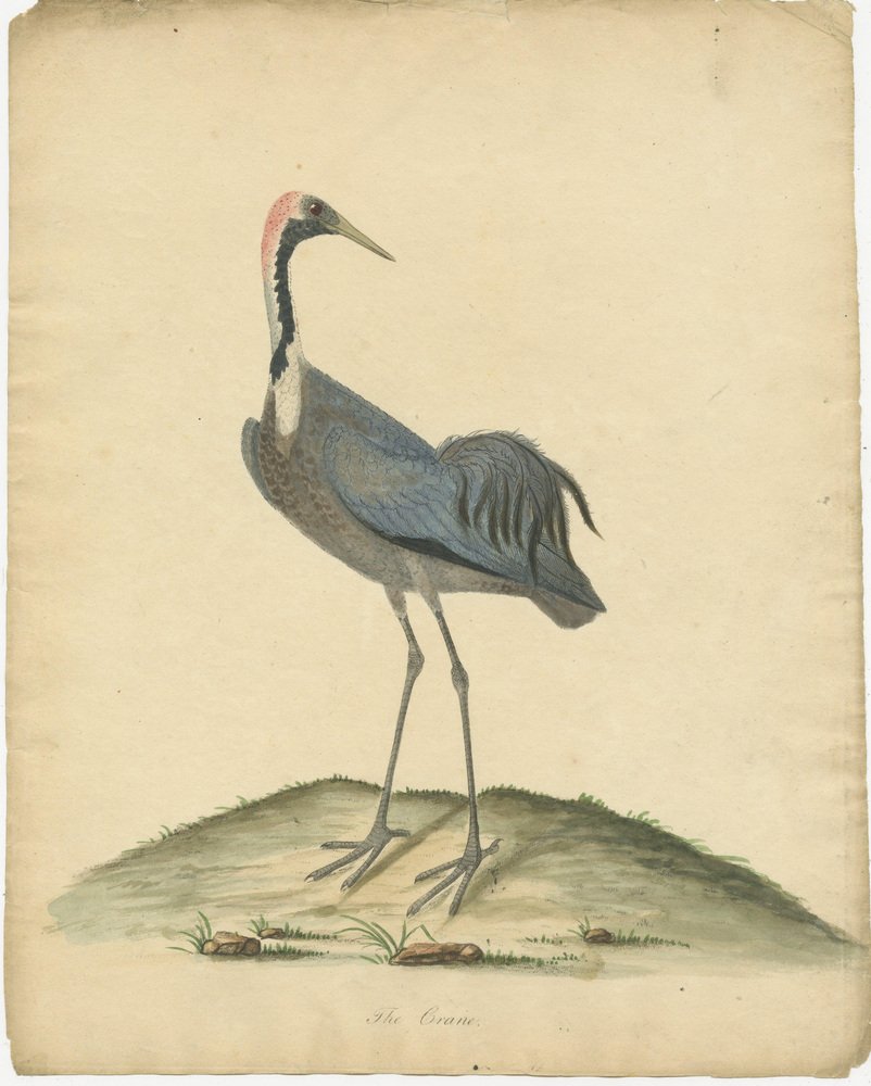 William Hayes and Matilda Hayes, Crane, 1794, Hand-Colored Copperplate ...