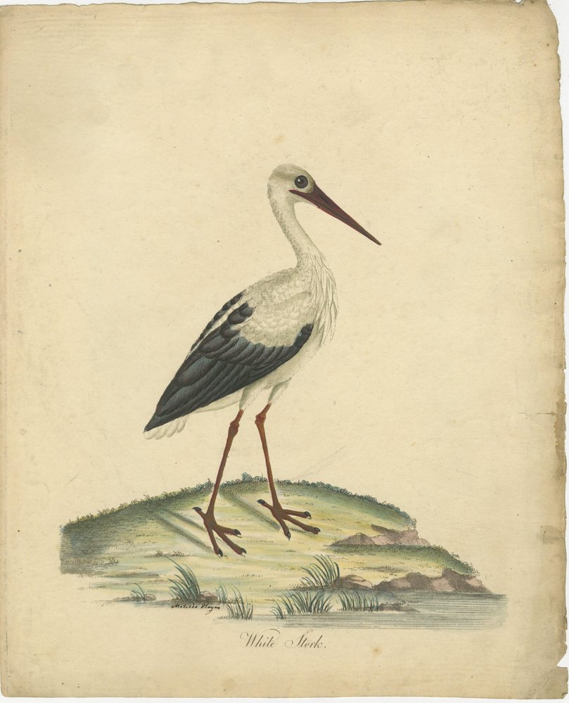 William Hayes and Matilda Hayes, The Elegance of the White Stork, 1794 ...