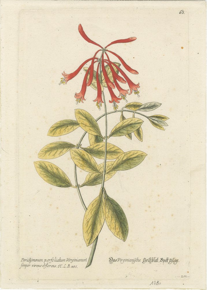 Ehret, Botanical Engravings: Morning Glory and Virginian Honeysuckle ...