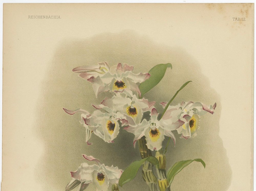 Nach Henry Moon, Orchidee Dendrobium Melanodiscus, 1888, Print bei ...