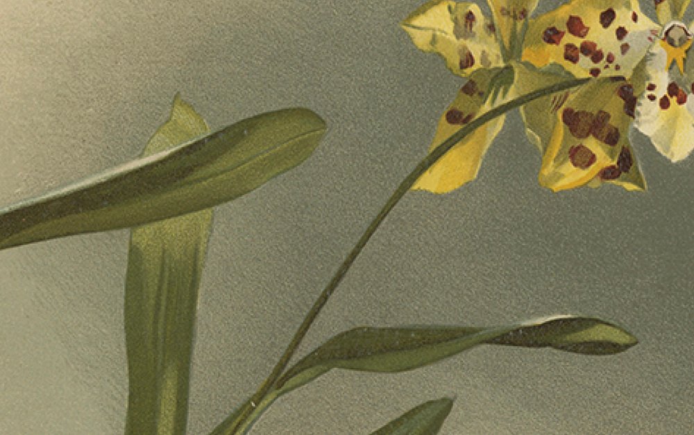 Yellow Spotted Orchid, 1888, Paper for sale at Pamono