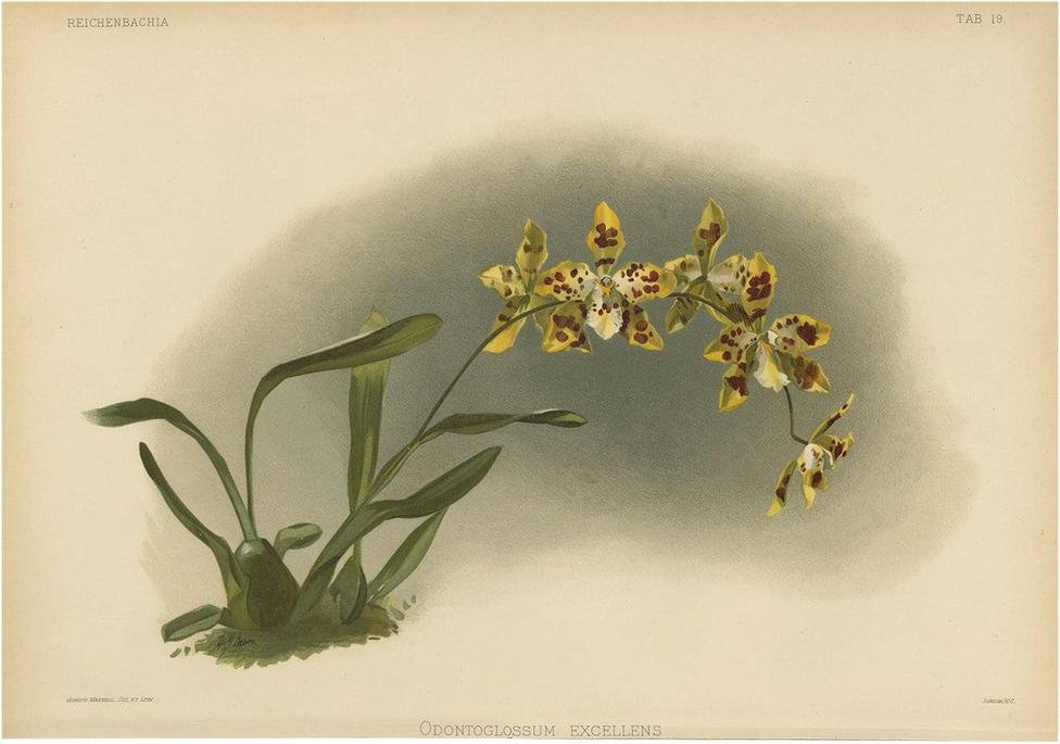 Yellow Spotted Orchid, 1888, Paper for sale at Pamono