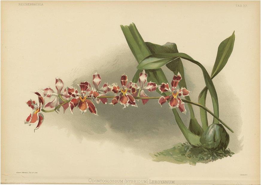 Henry Moon, Orchid Odontoglossum Hybridum Leroyanum, 1888, Paper for ...