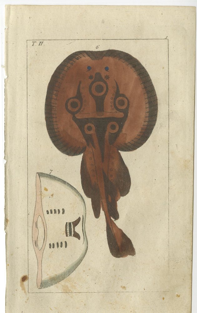 G. T. Wilhelm, Fish: Common Torpedo Ray, Skate, Stingray, 1832, Prints ...