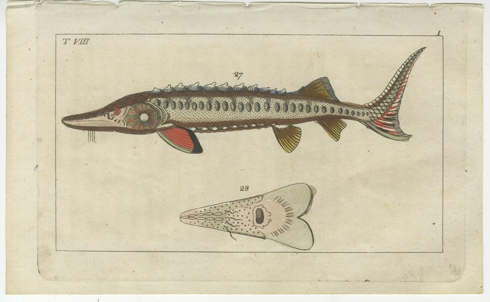Ratfish and Sea Sturgeon, 1832, Paper, Set of 2 for sale at Pamono