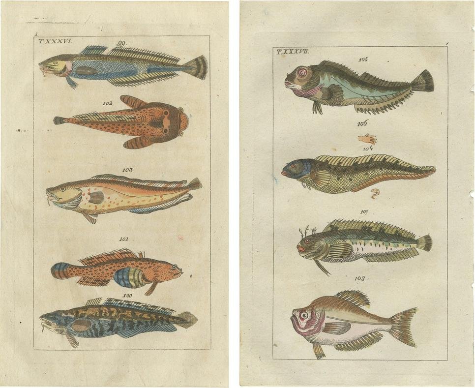 Gottlieb Tobias Wilhelm, Viviparus, Oyster Toadfish and Tusk Fish, 1832 ...