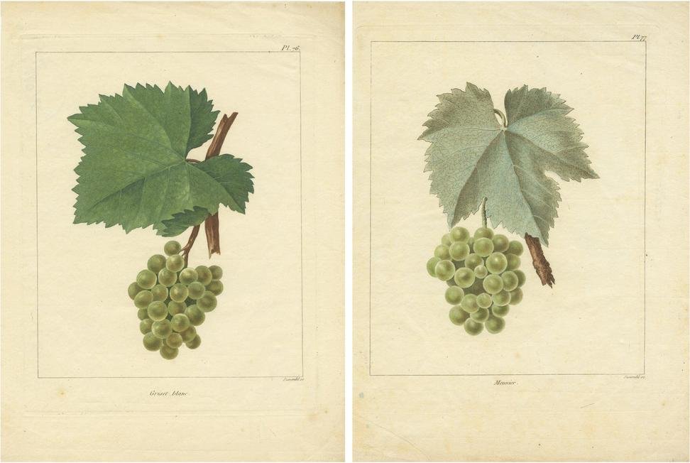 Louis-Claude Noisette, Vitigni verdi e bianchi, 1821, Stampe, set di 2 ...