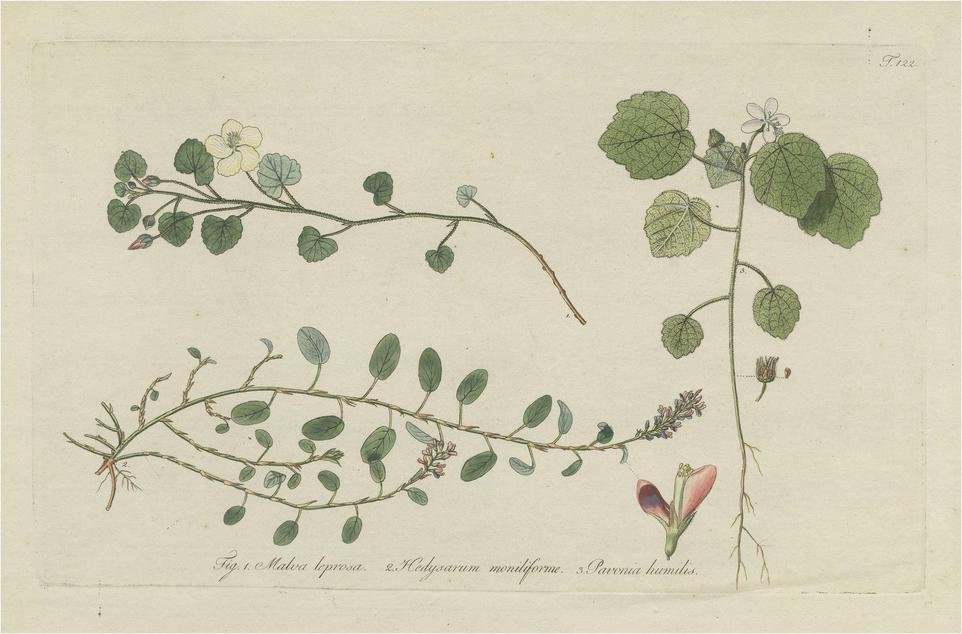 Nikolaus Joseph von Jacquin, Botany Illustration of Malvella Leprosa ...
