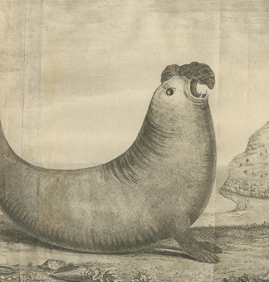 Anson, Illustration of Two Sea Lions on the Shore of Juan Fernandes ...