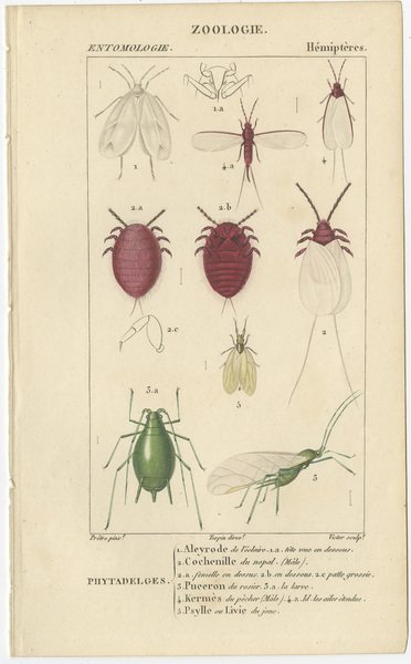 Turpin, Illustrations of Various Insects, 1816, Prints, Set of 9 for ...