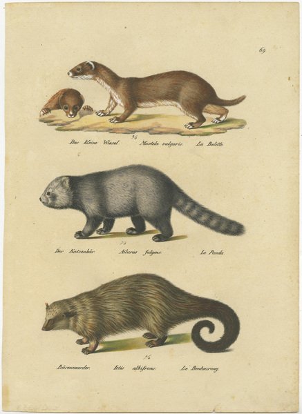 Schinz, Illustration of a Weasel, Panda and Wolverine, 1824, Hand ...