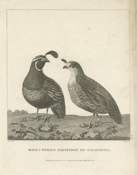 Male and Female Partridge of California, 1799, Paper for sale at Pamono