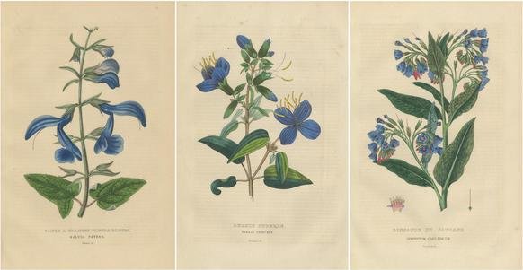 Drapiez, Colorful Flora, Hand-Colored Engravings, 1845, Set of 3 for ...
