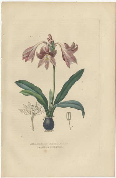 Drapiez, Flora, 1845, Prints, Set of 2 for sale at Pamono