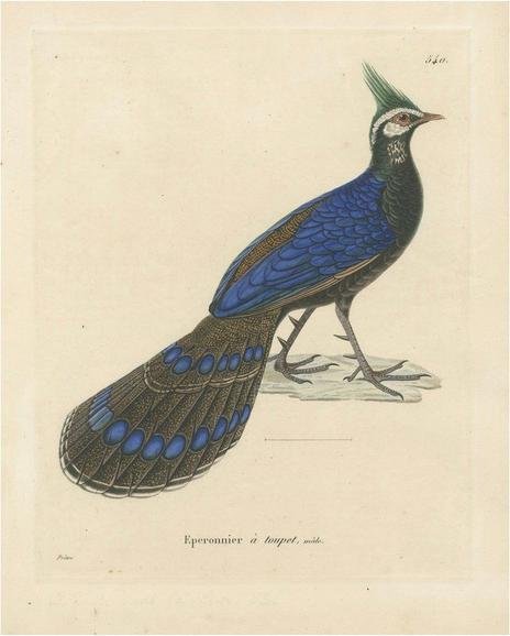 Nicolas Huet and Jean Gabriel Prêtre, Palawan Peacock-Pheasant, 1838 ...