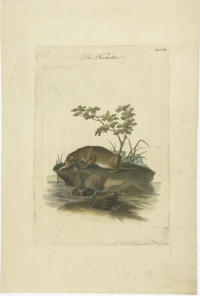 The Otters Catch A Masterpiece Engraving from Johann Daniel Meyer, 1750 ...
